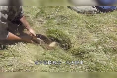女子捡到一只小奶猫一个月后发现不对劲这真的不是猫啊 小奶 女子