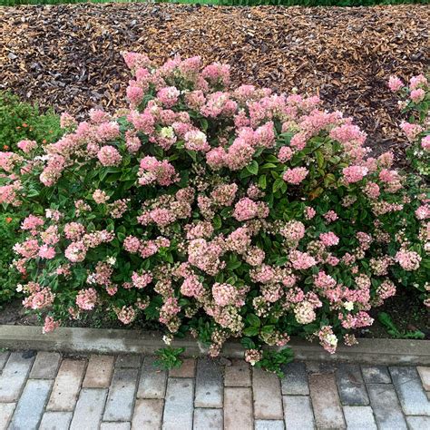 Rispen Hortensie Little Quick Fire Native Plants Pflanzenversand
