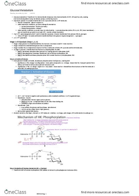 Bch 361 Lecture 1 Glucose Metabolism Oneclass