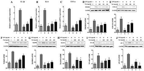 Effects Of Naringin Nar On The Expression Of Inflammation Related Download Scientific Diagram