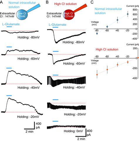 L Glutamate Induced Currents In Pi Neurons Are Mediated By Chloride