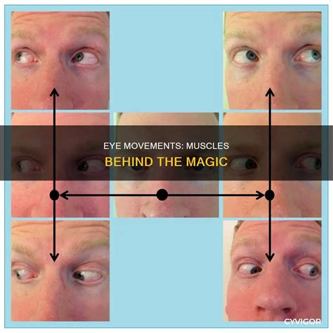 Eye Movements Muscles Behind The Magic Cyvigor