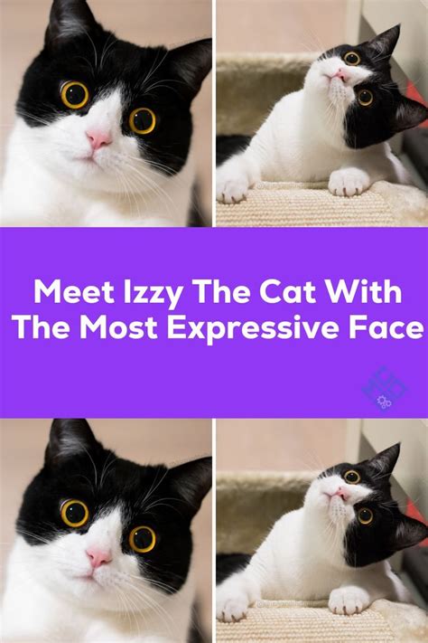 Meet Izzy The Cat With The Most Expressive Face Artofit