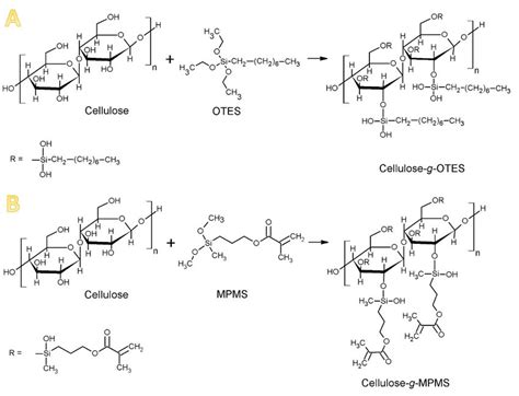 Schematic Presentation Of The Modification Of Cellulose Unit By A