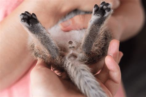 Cat Reproduction Mating Vet Approved Facts Explanation Catster