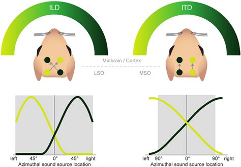 Both The Ild And Itd Code Is Based On Hemispheric Tuning Functions