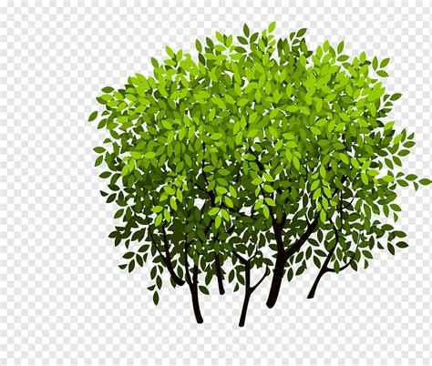 Shrub Tree Leaf Bush Leaf Branch Grass Png PNGWing