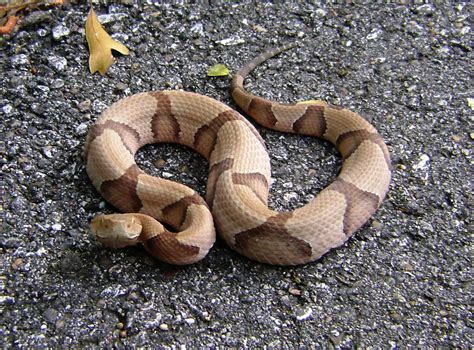 Copperhead Snake Habitat Map