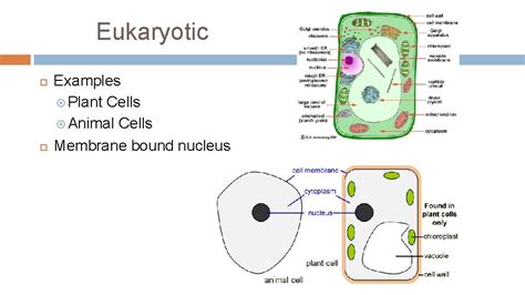 Eukaryotic Cell Structure Remember You Need To Write