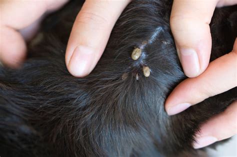 Puce De Chat Dans La Maison Ventana Blog