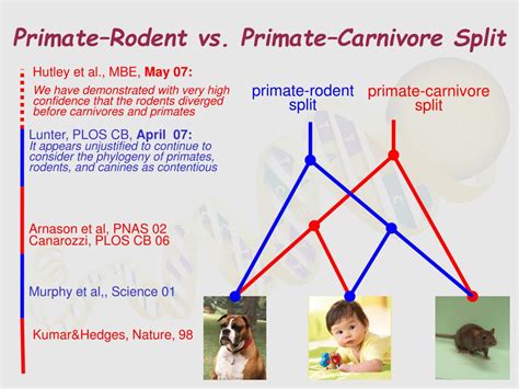Ppt Genome Rearrangements From Biological Problem To Combinatorial