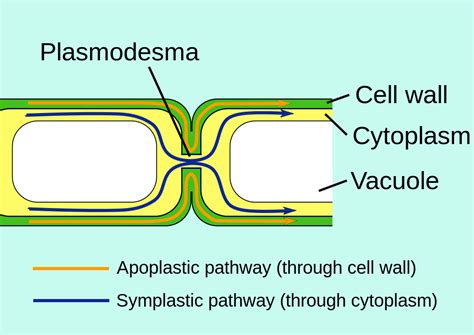 315 Junctions Between Cells Biology Libretexts