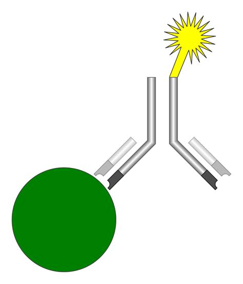 Immunoassay Wikipedia