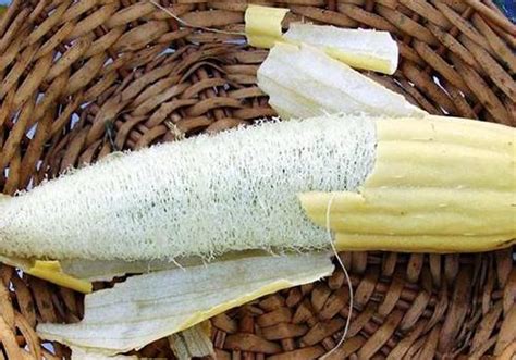 How To Grow Luffa And Turn Them Into Sponges The Lost Herbs