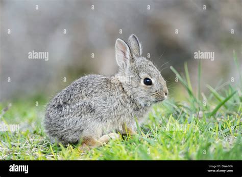 Mountain Cottontail Rabbit Hi Res Stock Photography And Images Alamy