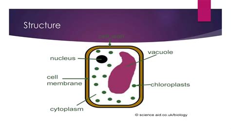 Grade 8b Plant Cell And Function Group 2 Ppt