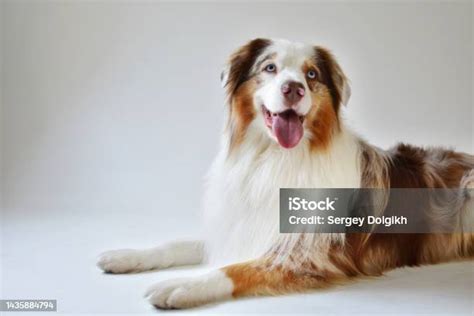 흰색 배경에 갈색과 파란색 눈을 가진 호주 품종 개 가장 친한 인간의 친구 호주 양치기 개 오스트레일리언셰퍼드에 대한 스톡 사진 및 기타 이미지 Istock