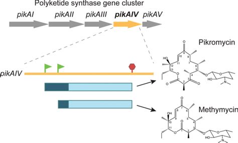 Alternative Translation Initiation Accounts For Production Of Two Download Scientific Diagram
