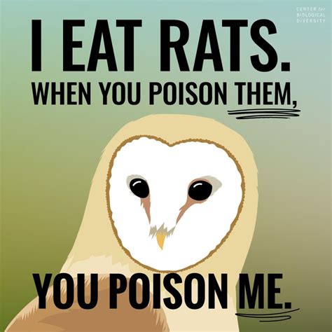 Sara Johnson On Linkedin Barn Owls Are Natural Rodent Control I Highly Encourage Everyone To