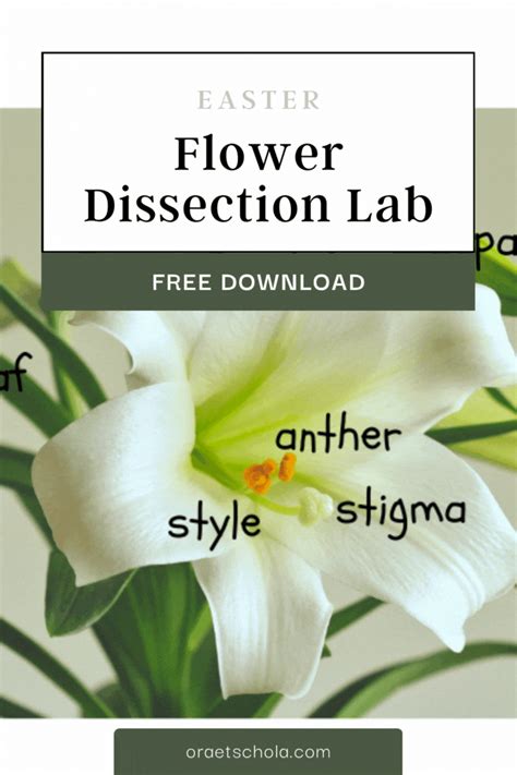 Free Flower Dissection Lab For Easter Science Activity