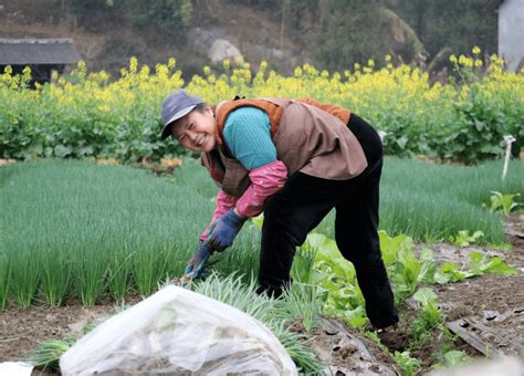 【乡村振兴示范地】茅垭镇：党建引领 “葱”上致富路种植新江村香葱