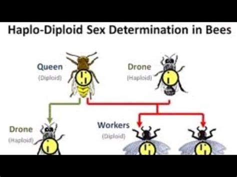 Sex Determination In Bee Sex Determination In Bee Sex Determination In Bee YouTube
