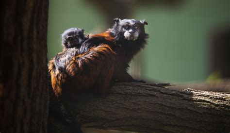 V Plzni Se Narodilo Mládě Vzácné Drápkaté Opičky Chová Je Jen Hrstka Zoo