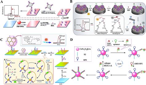 A Schematic Illustration Of An Ecl Biosensor Based On Polymeric Download Scientific Diagram