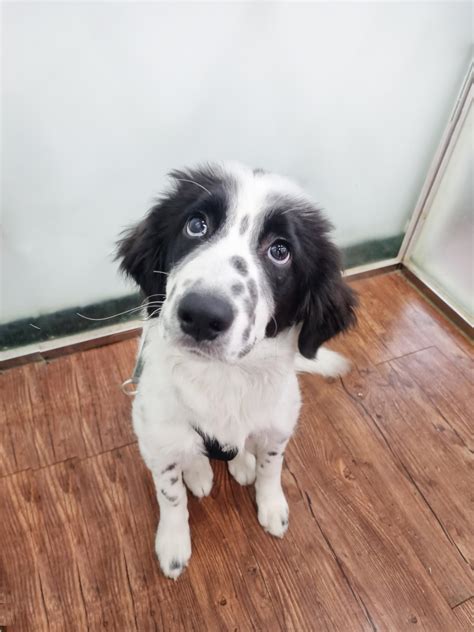 보더코리짱구 강아지책임분양 강아지분양 고양이분양 컴투펫 시츄 셔틀랜드쉽독 말티푸 미니핀 치와와 요크셔테리어 포메라니안 말티즈 분양