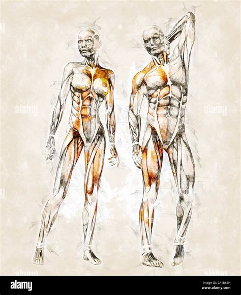 Medical Drawing Human Body Human Body Anatomy Pdf Xctf