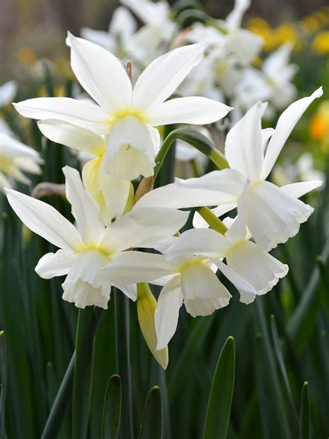 Mini Daffodil Thalia Dutchgrown™ Very Popular Order Now