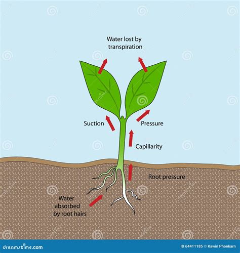 Root Pressure Diagram