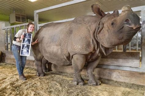 Download Mighty African Rhino In Its Natural Habitat