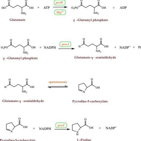 Proline Is Catabolized To Glutamate Via Two Enzymatic Steps Prodh Download Scientific Diagram