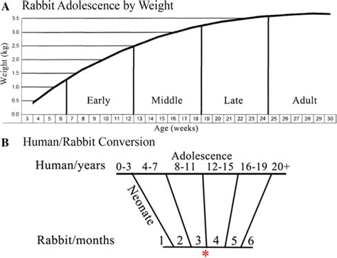Rabbit Body Weight Versus Age In Weeks B Conversion Of Human Download Scientific Diagram