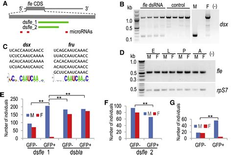 Femaleless Controls Sex Determination And Dosage Compensation Pathways