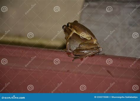 Common Tree Frog Mating Stock Photo Image Of Tree