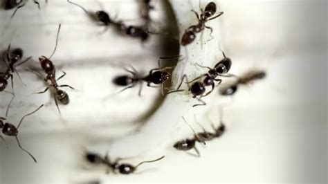 검은 개미 꿈 해몽 7가지 나오는 보는 만나는 죽이는 죽는