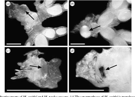 Figure 1 From No Sex In Fungus Farming Ants Or Their Crops Semantic
