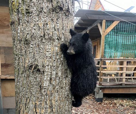 Lone Bear Cub Wandering Princeton Will Be Caught And Re Homed