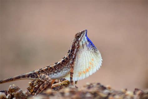 Bacterial Infection 10 Bacterial Infection Symptoms