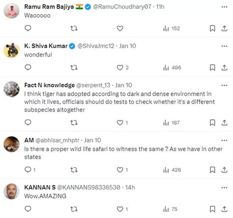 Pseudo Melanistic Tiger Cubs Appearance Amazes Wildlife Observers