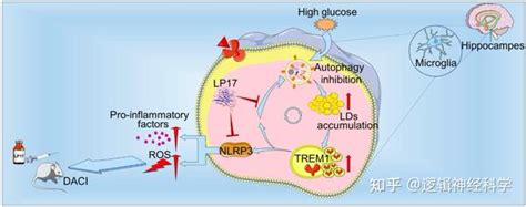 Autophagy︱西安交大王强团队揭示小胶质细胞脂滴自噬受损参与神经炎症致糖尿病认知功能障碍的新机制 知乎