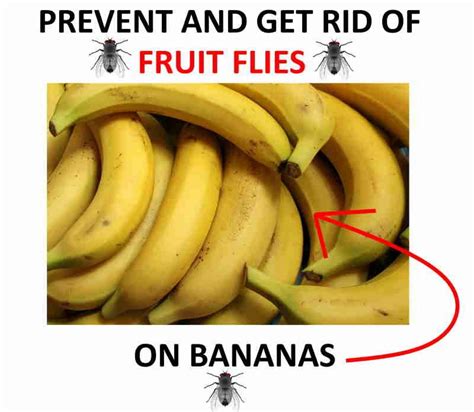 How To Prevent Fruit Flies On Your Bananas Bugwiz