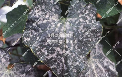 キュウリうどんこ病 全農教フォトライブラリ