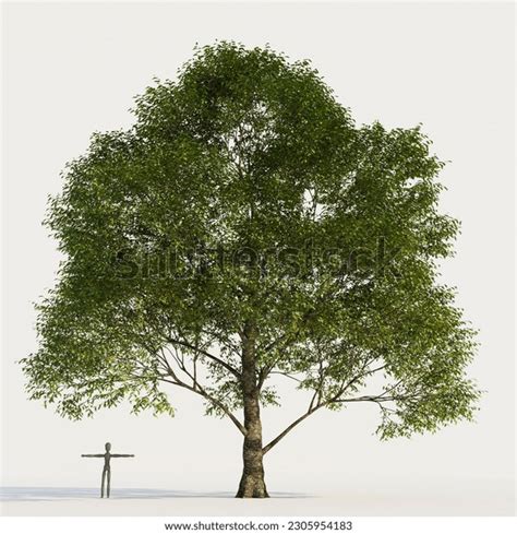 Mountain Sap Over 33 Royalty Free Licensable Stock Illustrations Drawings Shutterstock