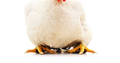 60대 남성 키우던 수탉 공격받고 심장마비로 사망