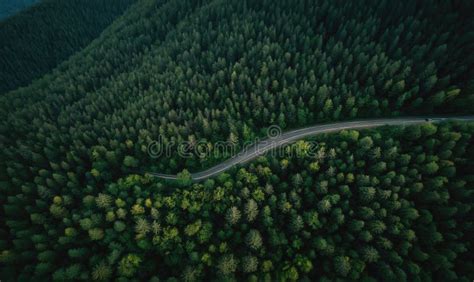 A Winding Road Snakes Through A Dense Forest Seen From Above Stock