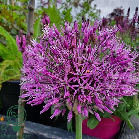 Allium ‘early Emperor Find Haveplanter