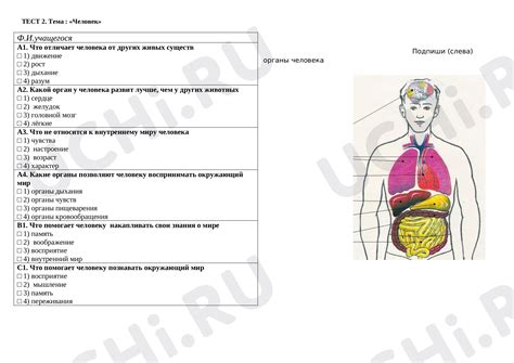 🖍 Проверочная работа №12 по теме “Человек” для 3 класса Учи ру